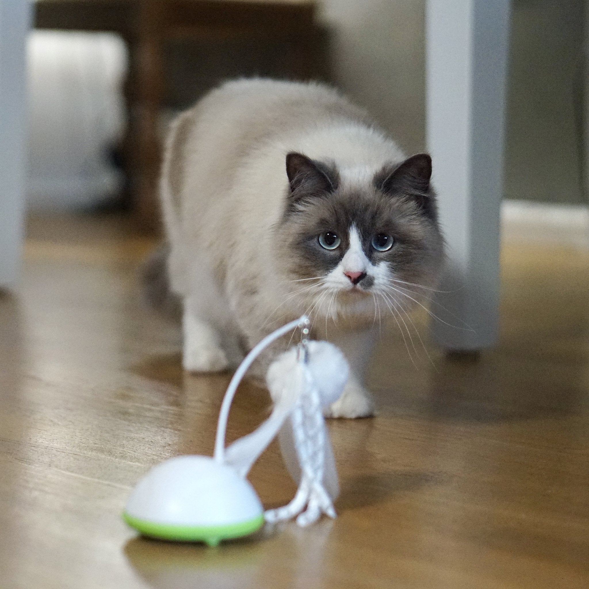 Frisky Feather | Interactive Cat Toy | Kittio