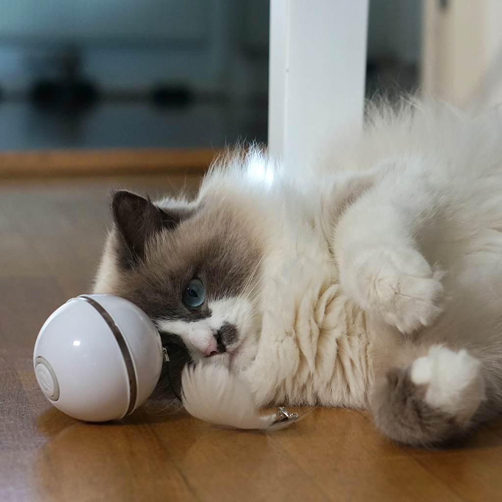Blazing Ball | Interactive Rolling Cat Toy | Kittio
