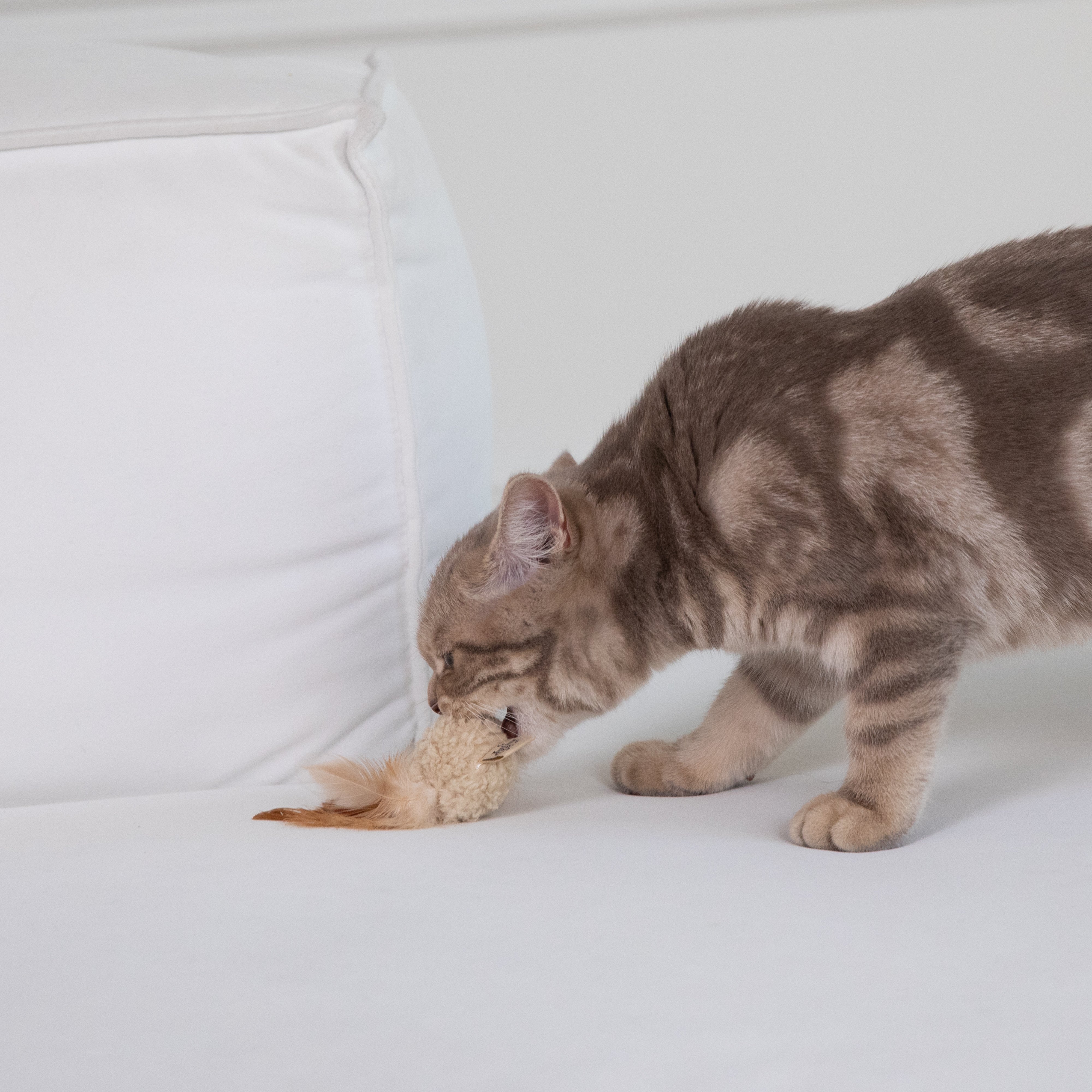 Lambswool Play Ball (Sound Chip) | Cat Ball Toy | Kittio