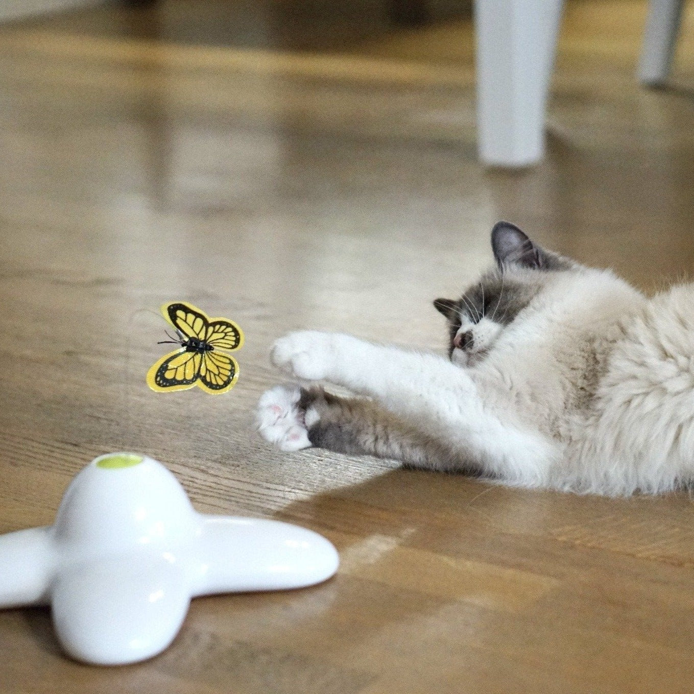 Busy Butterfly | Interactive Cat Toy | Kittio